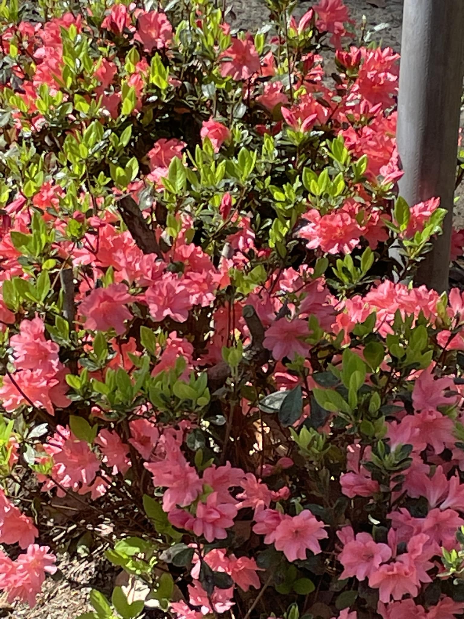 Carolina Spring tanka – My husband's poetry